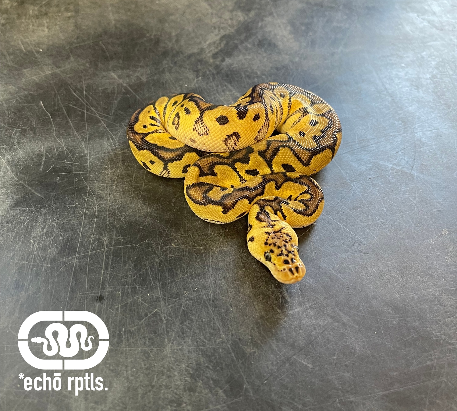 Pastel Clown Ball Python by Echo Reptiles - MorphMarket