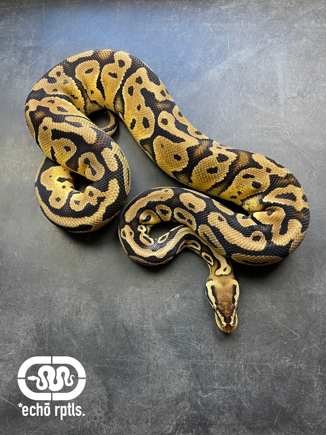 Pastel Spotnose Het Clown Ball Python by Echo Reptiles - MorphMarket