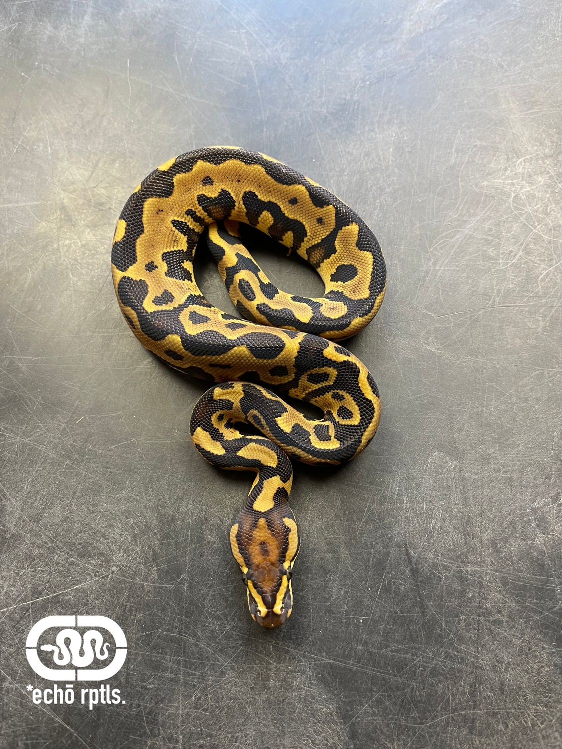 Leopard Het Clown Ball Python by Echo Reptiles - MorphMarket