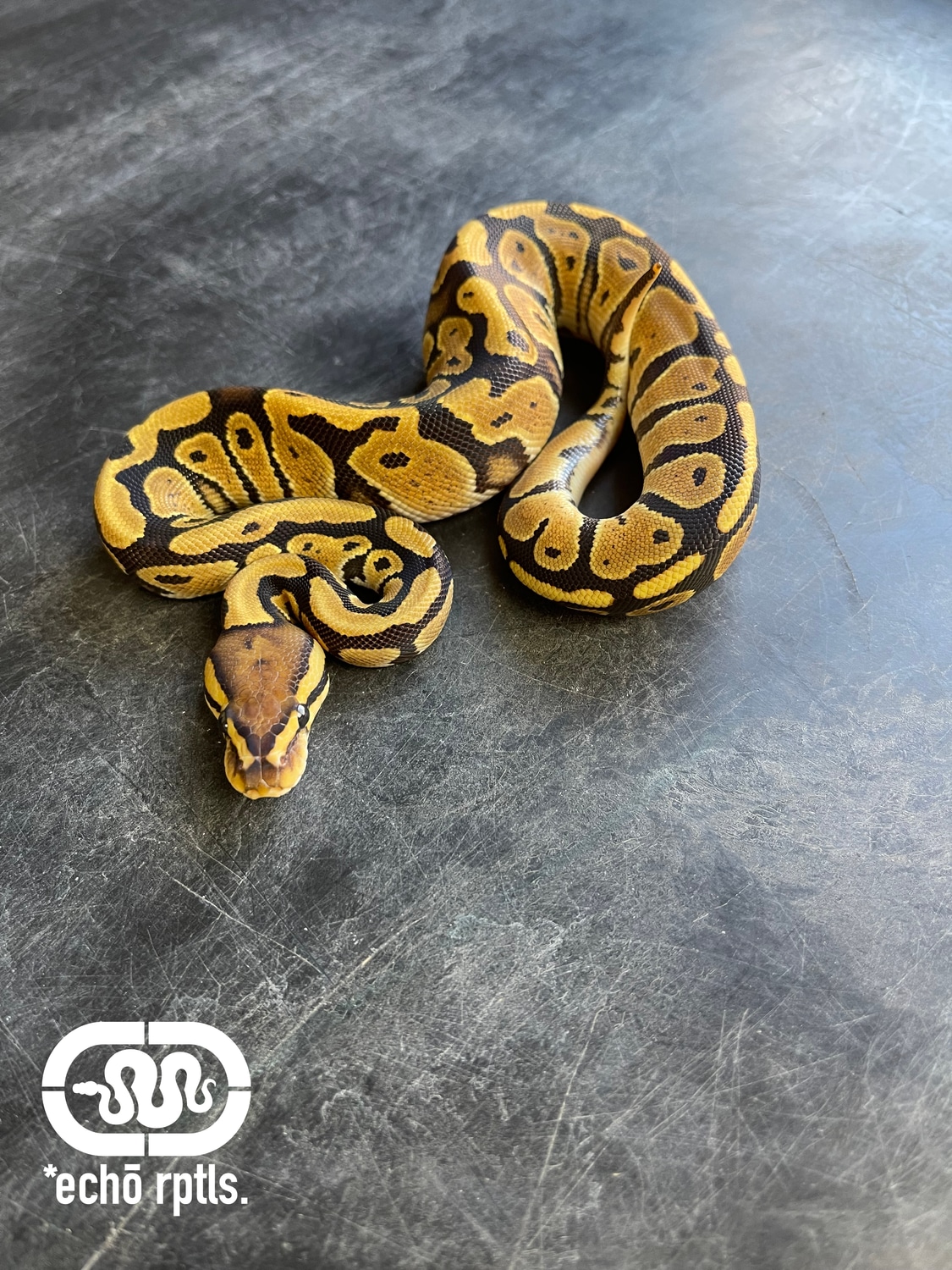 Disco Or Fire Het Clown Ball Python by Echo Reptiles - MorphMarket