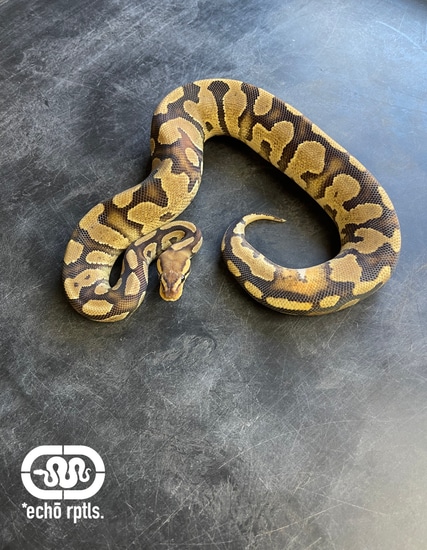 Chocolate Fire With Ringer Ball Python by Echo Reptiles