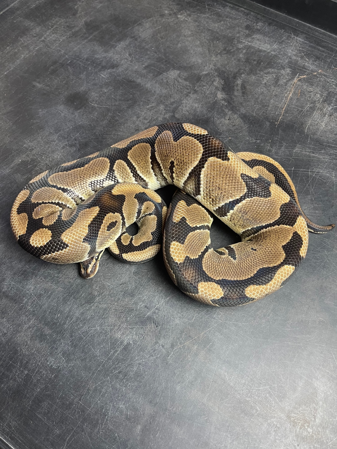 DH Desert Ghost Clown Ball Python by Echo Reptiles - MorphMarket