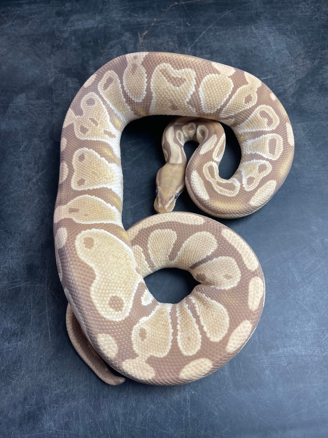 Ultramel Ball Python by Echo Reptiles - MorphMarket