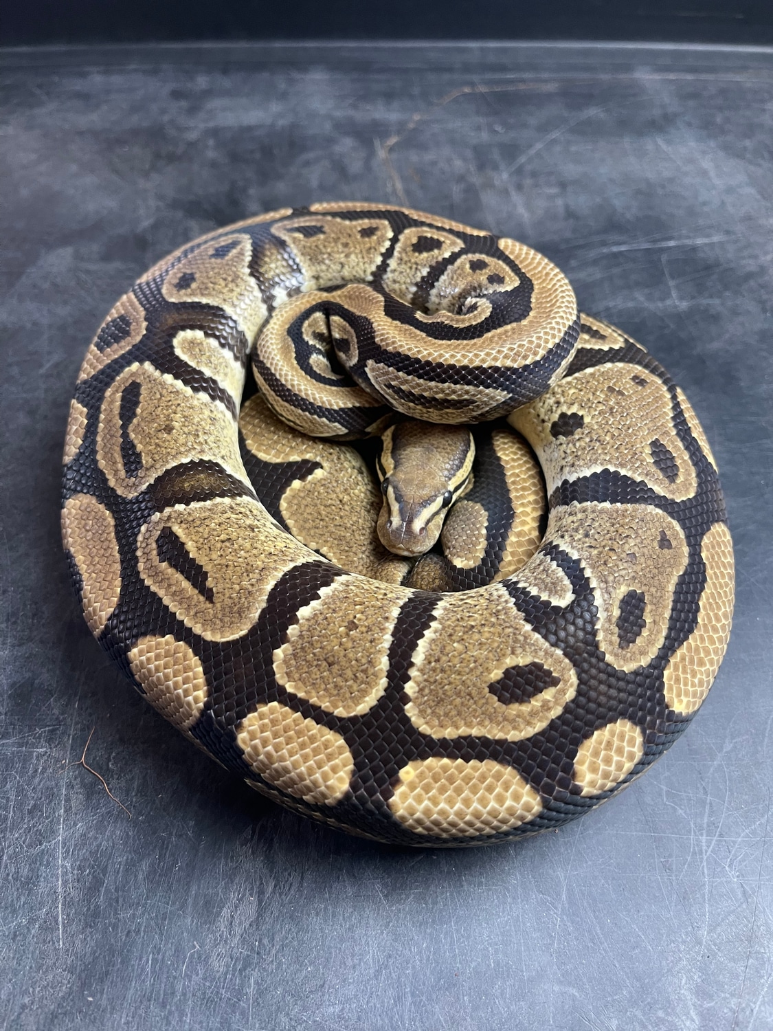 Vanilla Het Clown Ball Python by Echo Reptiles - MorphMarket
