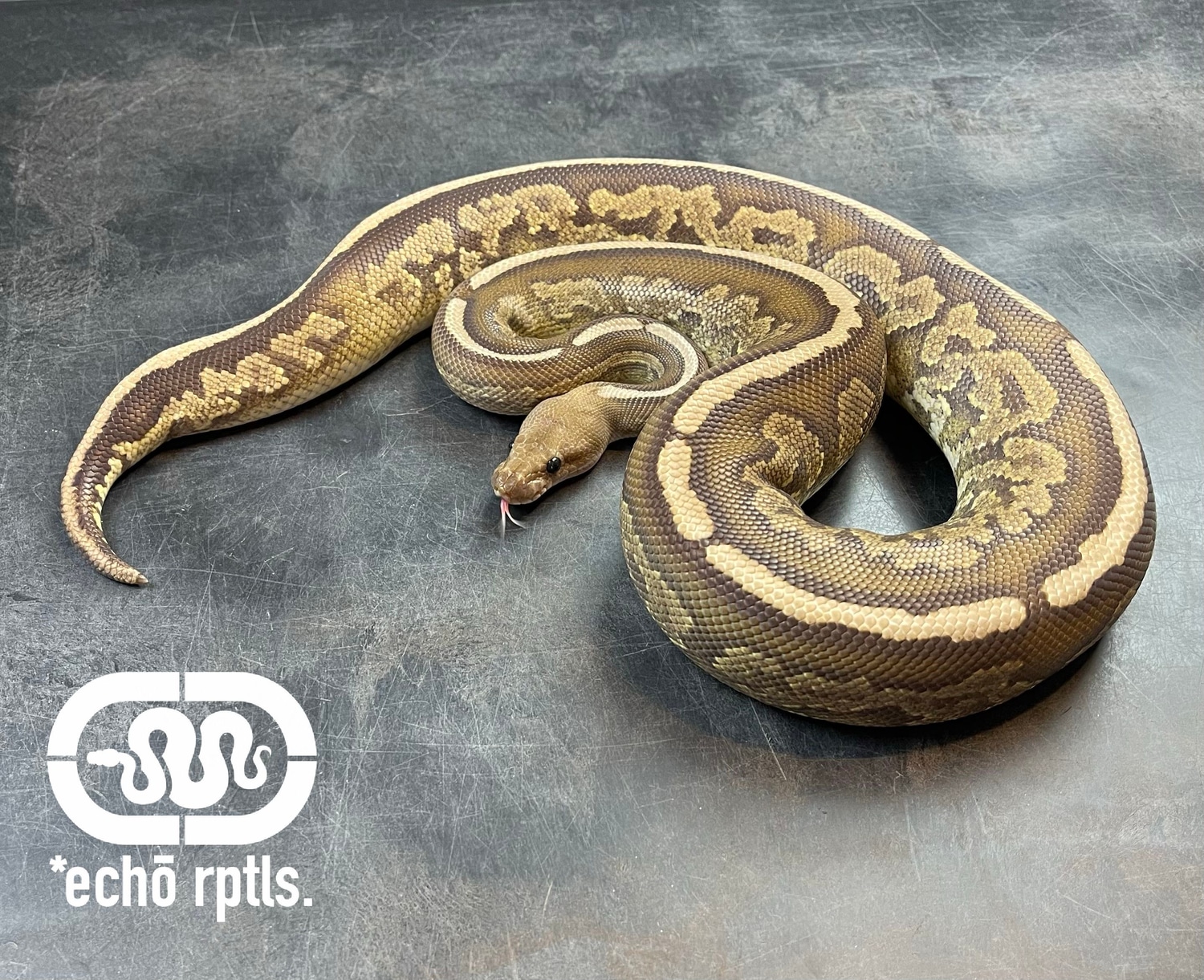 Ghi Fire Cinnamon Leopard Proven Ball Python by Echo Reptiles - MorphMarket