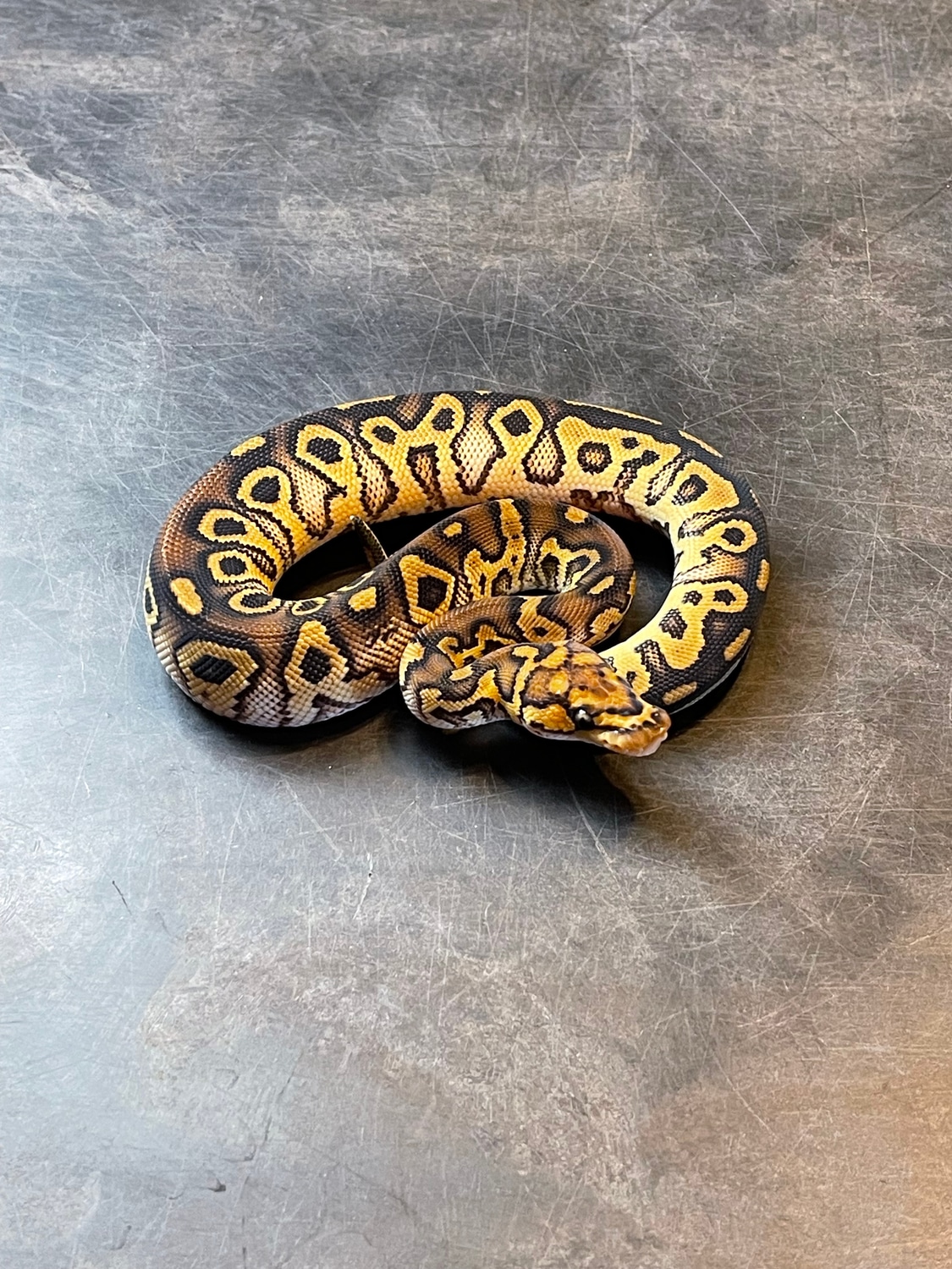 Hurricane Clown Het Pied Ball Python by Echo Reptiles - MorphMarket