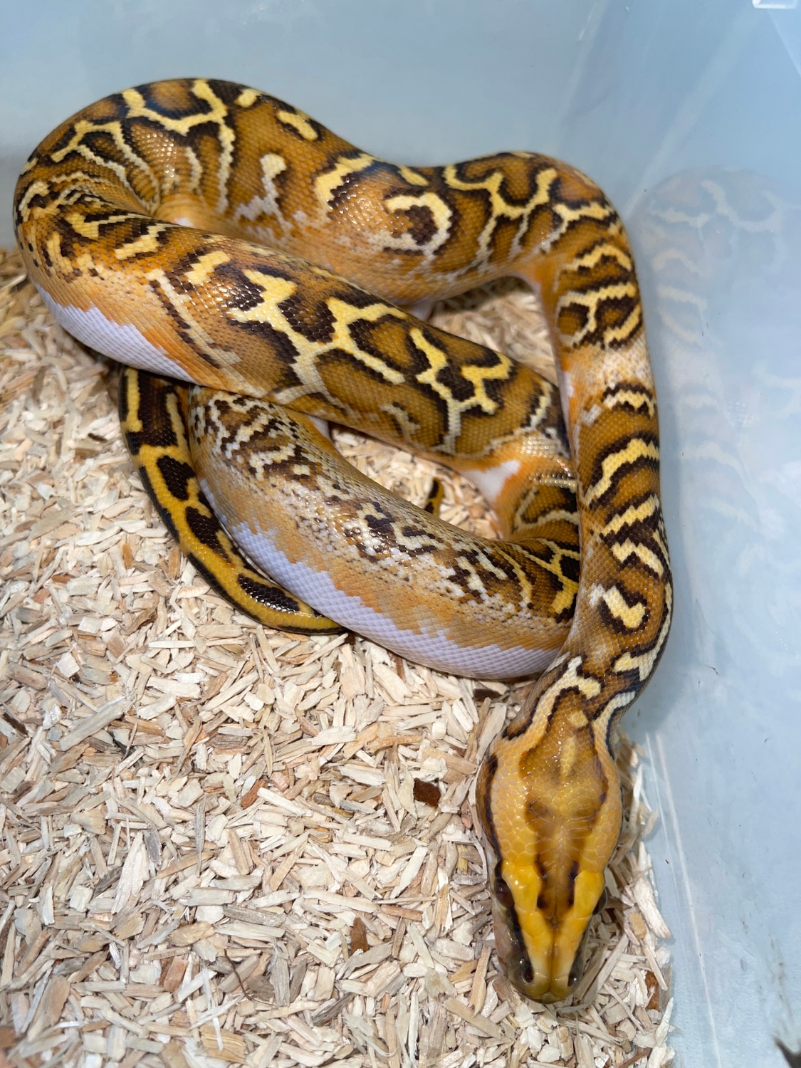 Caramel Piebald Burmese Python by Ecktown Burms - MorphMarket