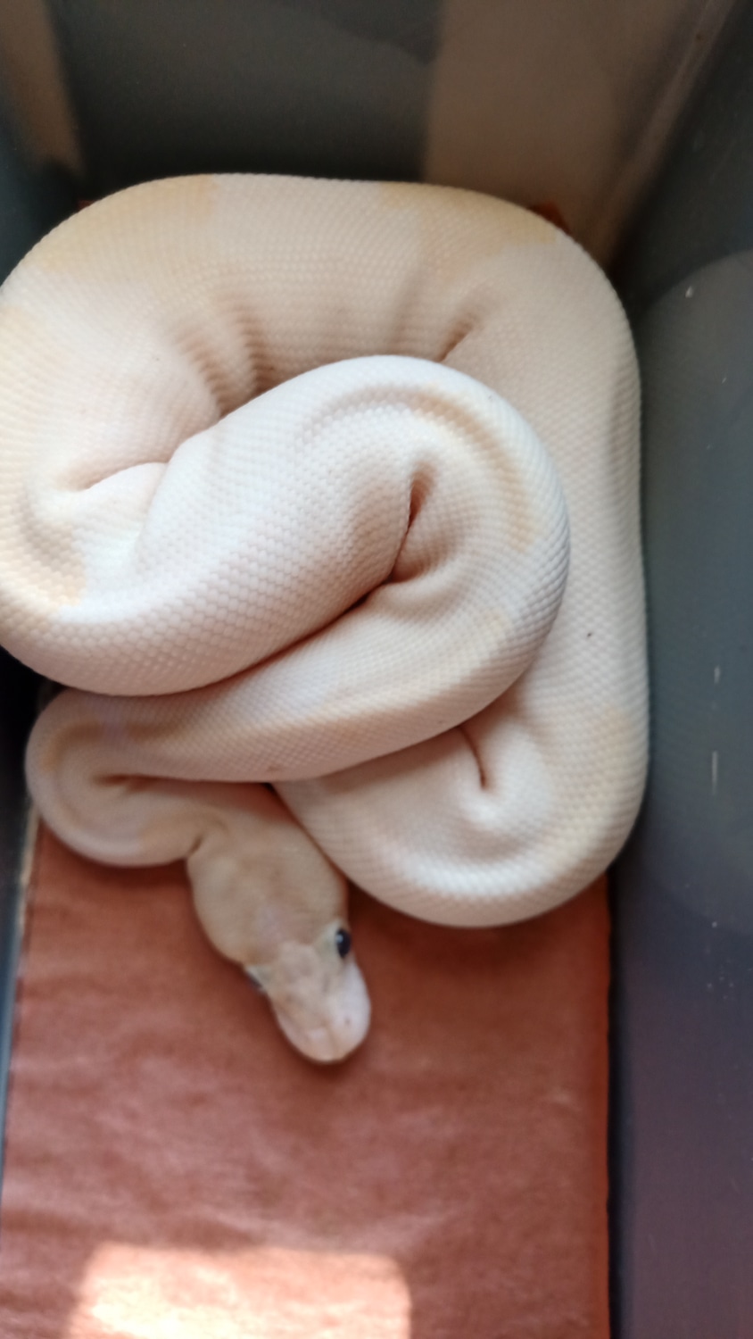 Ivory (Super Yellow Belly) Ball Python by Franks snakes - MorphMarket