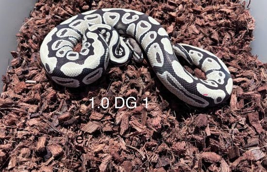 1.0 Desert Ghost 1 Ball Python by Eclectic Ectotherms