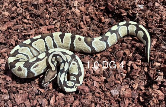 1.0 Desert Ghost 4 Ball Python by Eclectic Ectotherms