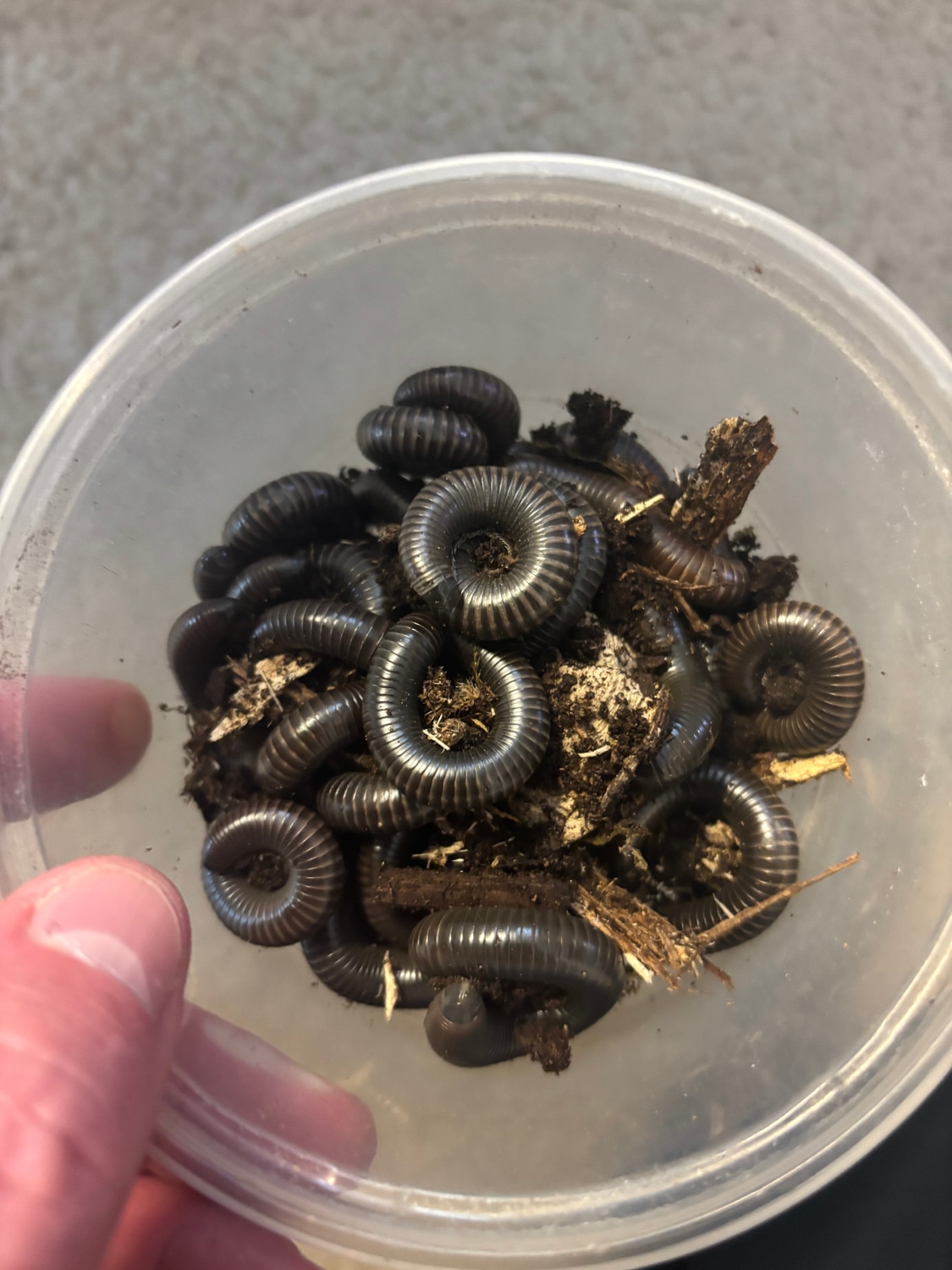 CB Philippine Giant Blue Millipedes
