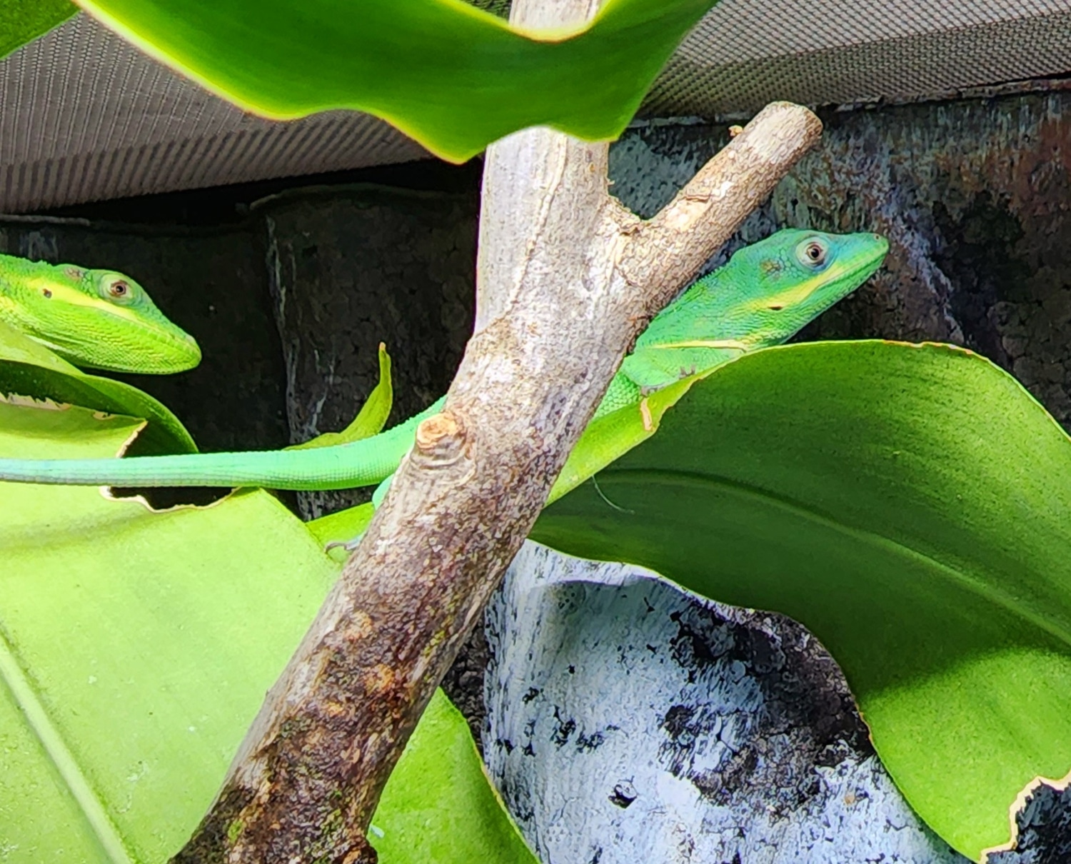Giant Blue Beauty (Potior) Anole by Eclectic Reptile LLC - MorphMarket