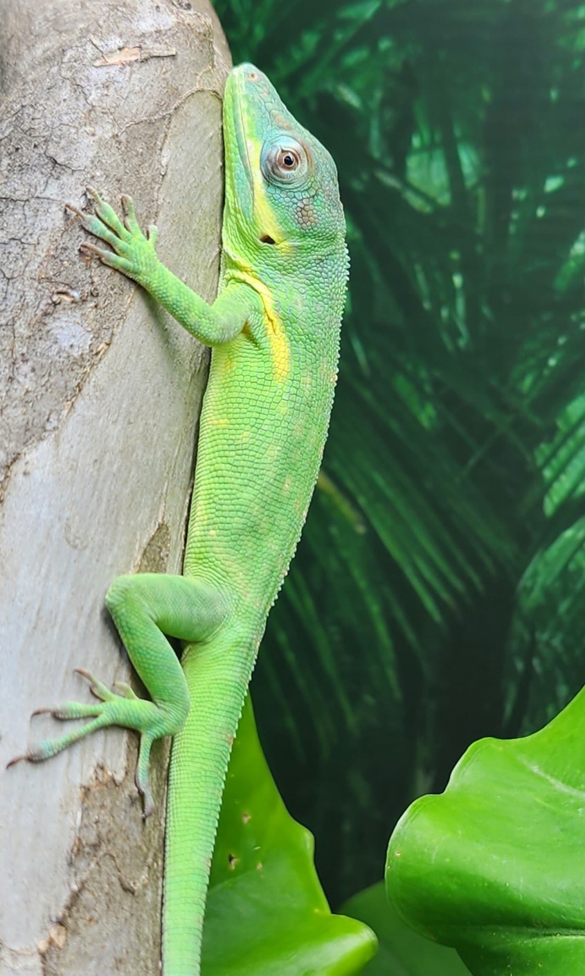 Giant Blue Beauty (Potior) Anole by Eclectic Reptile LLC - MorphMarket