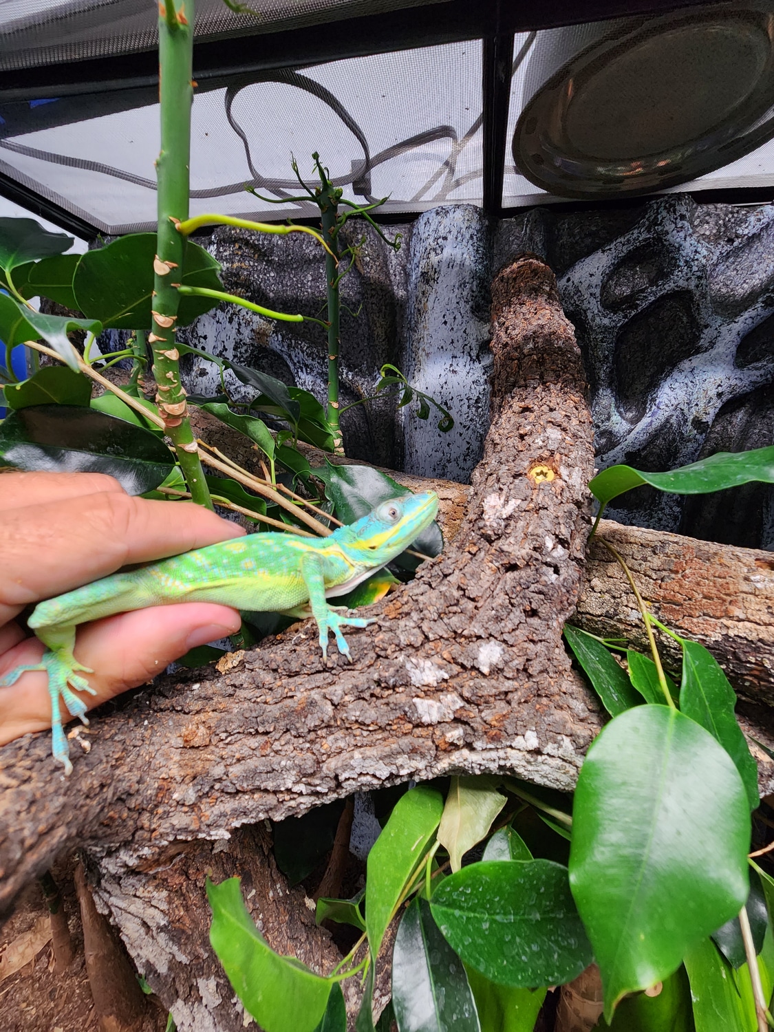 Giant Blue Beauty (Potior) Anole by Eclectic Reptile LLC - MorphMarket