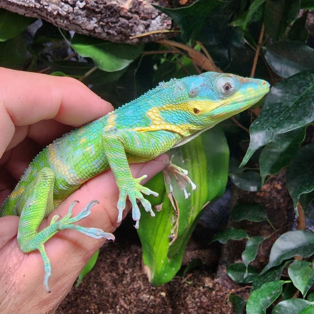 Giant Blue Beauty (Potior) Anole by Eclectic Reptile LLC - MorphMarket
