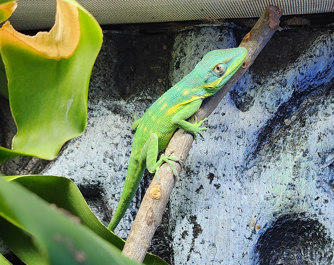 Blue Beauty Pair (Anolis E. Potior) Anole by Eclectic Reptile LLC ...