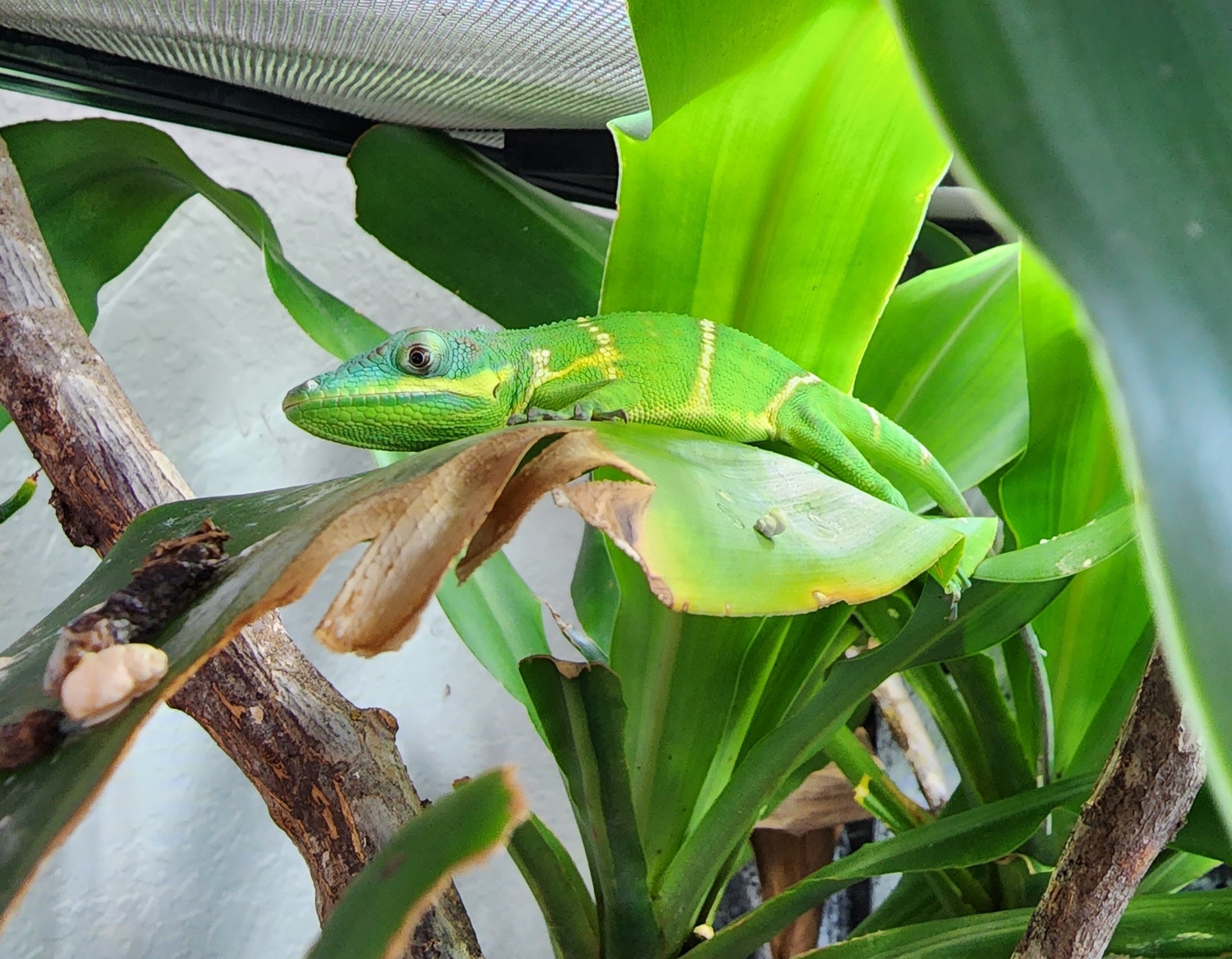 Blue Beauty Pair (Anolis E. Potior) Anole by Eclectic Reptile LLC ...