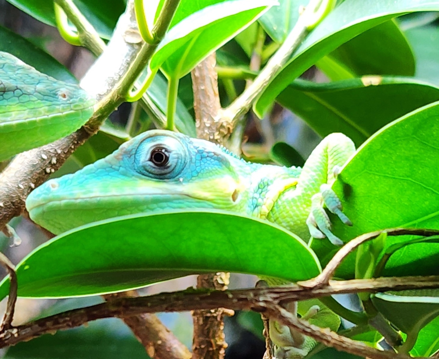 Giant Blue Beauty Pair Anole by Eclectic Reptile LLC - MorphMarket