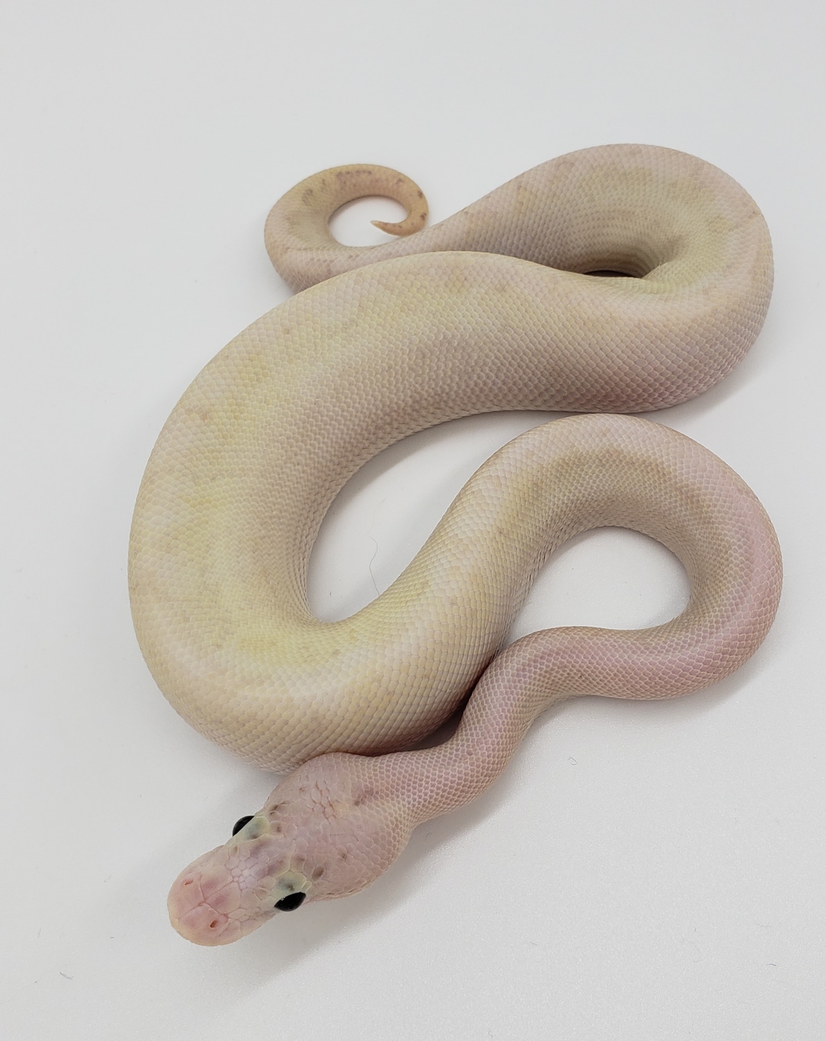 Ivory Pastel Spider Poss Calico Ball Python by Astral Morphs - MorphMarket