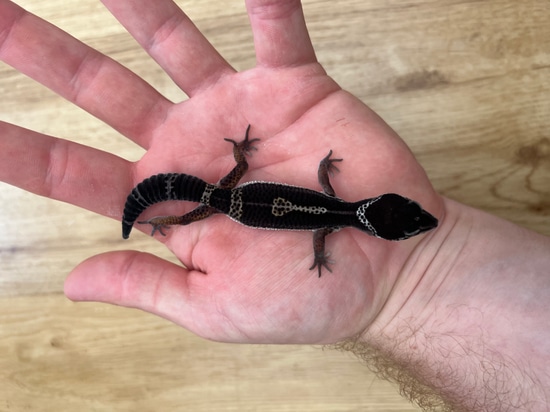 Pure Line Black Night Leopard Gecko by Ecogeckos