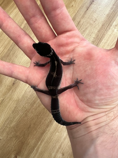 Pure Line Black Night Leopard Gecko by Ecogeckos