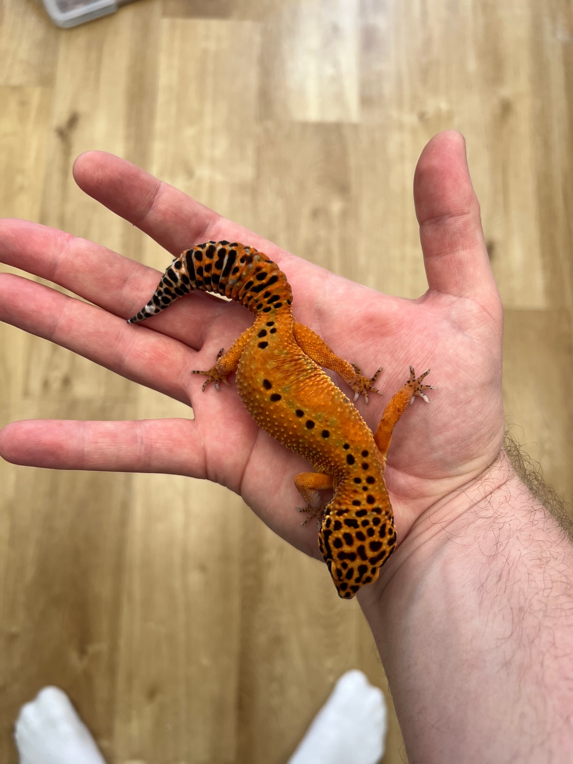 Inferno Leopard Gecko by Ecogeckos - MorphMarket