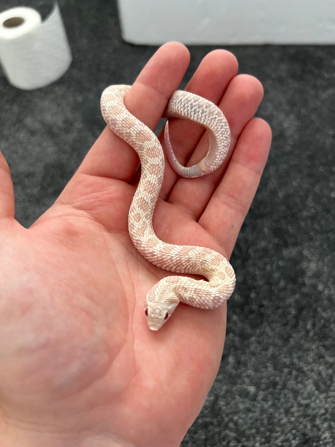 2022 Female Snow Western Hognose by Ecogeckos - MorphMarket