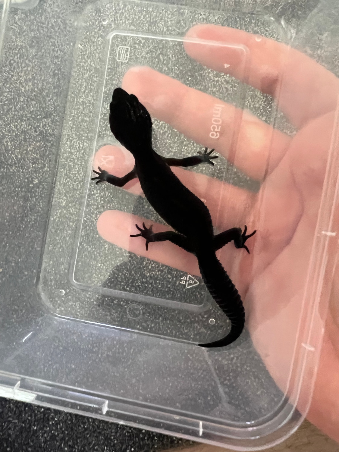 Pure Line Black Night Leopard Gecko by Ecogeckos - MorphMarket