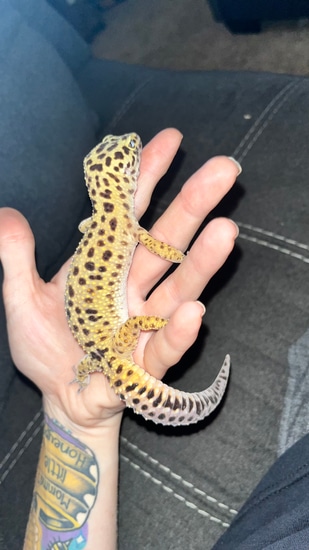 High Yellow Leopard Gecko by EcoGeckos of TN