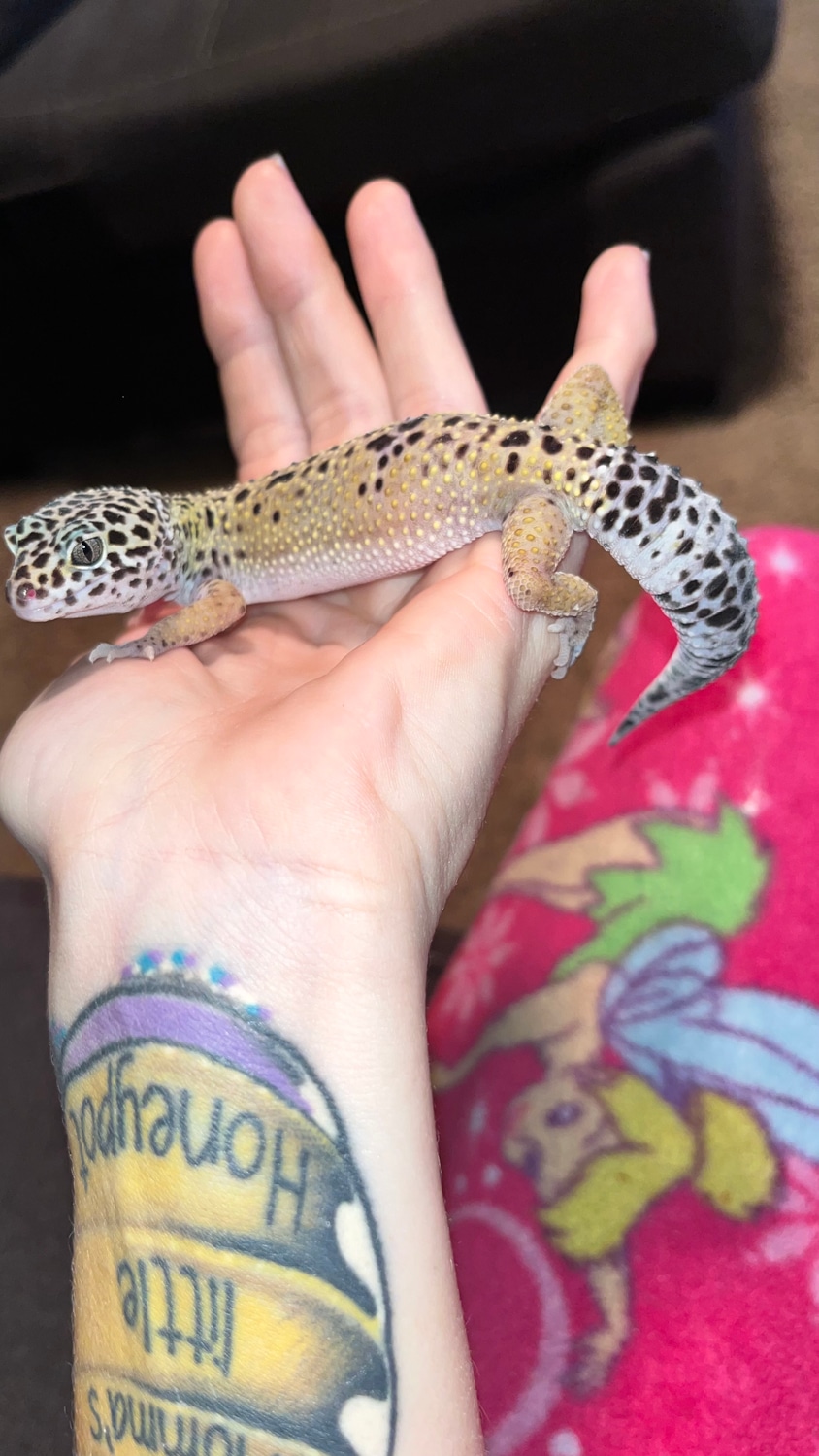 Normal Leopard Gecko by EcoGeckos of TN - MorphMarket