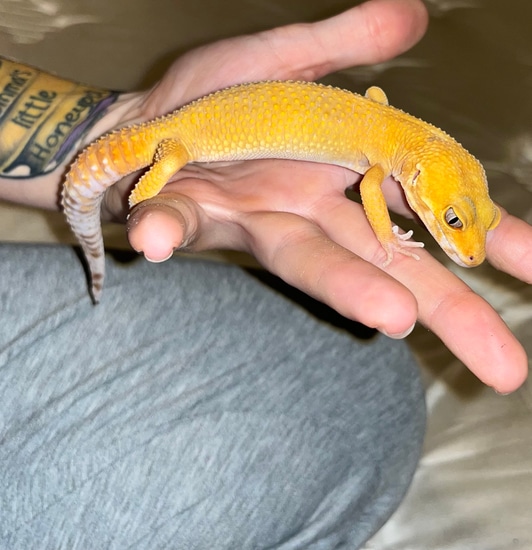 Sunglow Albino Het Eclipse Leopard Gecko by EcoGeckos of TN