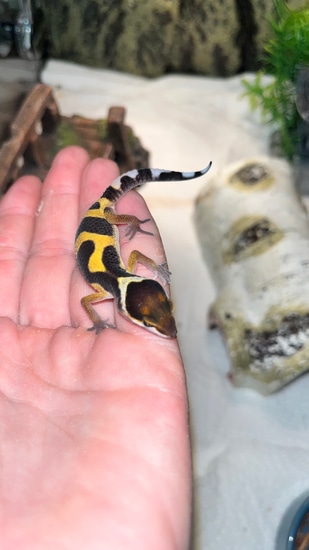 Het Albino (Tremper) 50% Het Eclipse Leopard Gecko by EcoGeckos of TN