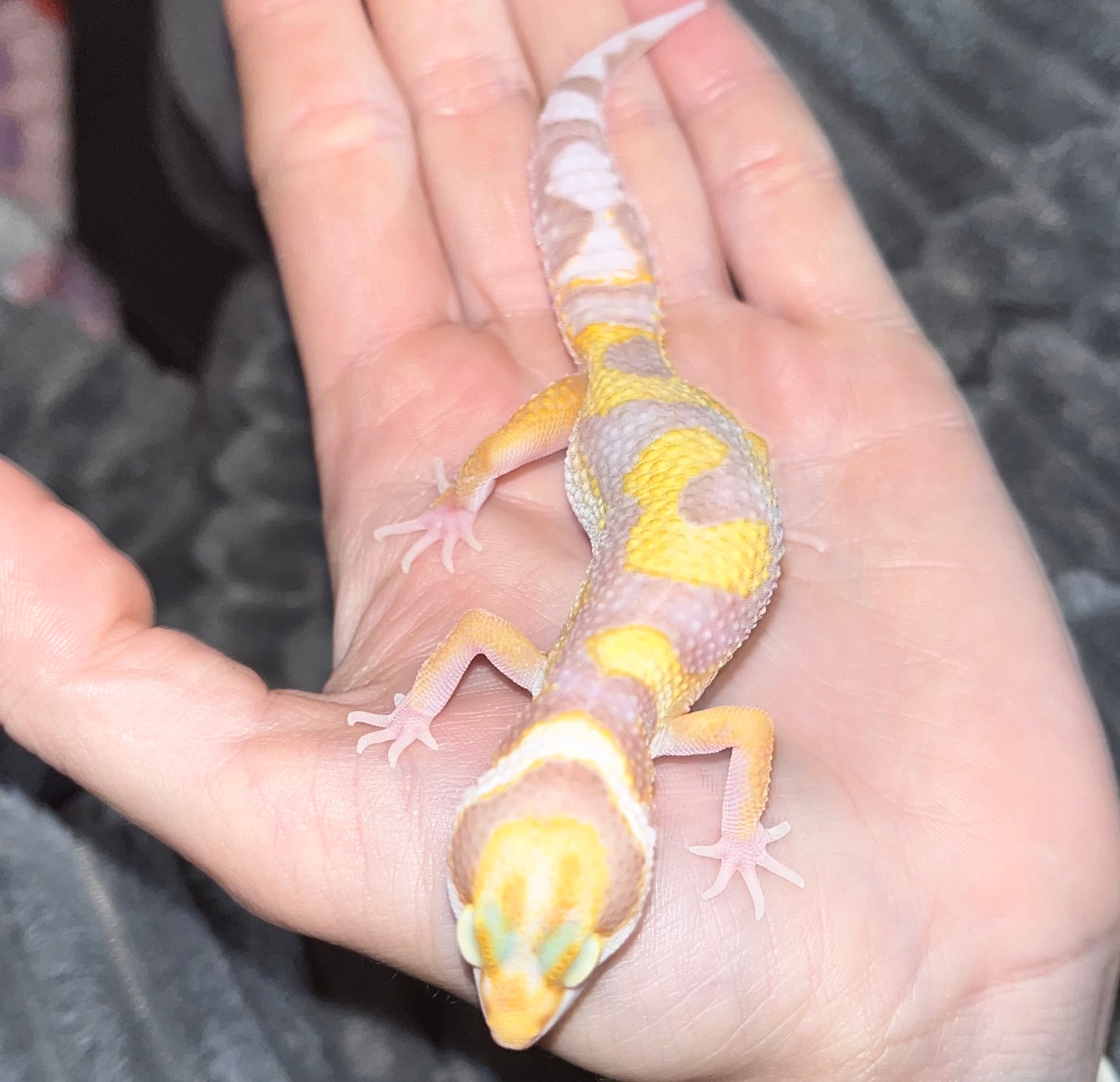 Tangerine Tremper Albino Het Pos Eclipse Temperature Sexed For Leopard ...