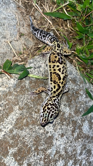 Normal Leopard Gecko by EcoGeckos of TN