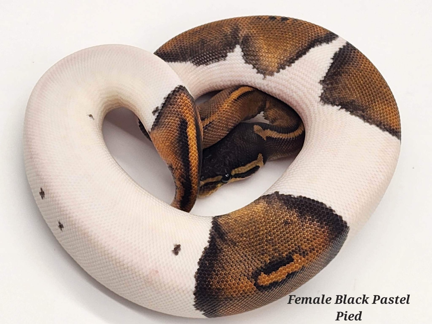 Black Pasted Piebald Ball Python by EcoReptiles - MorphMarket