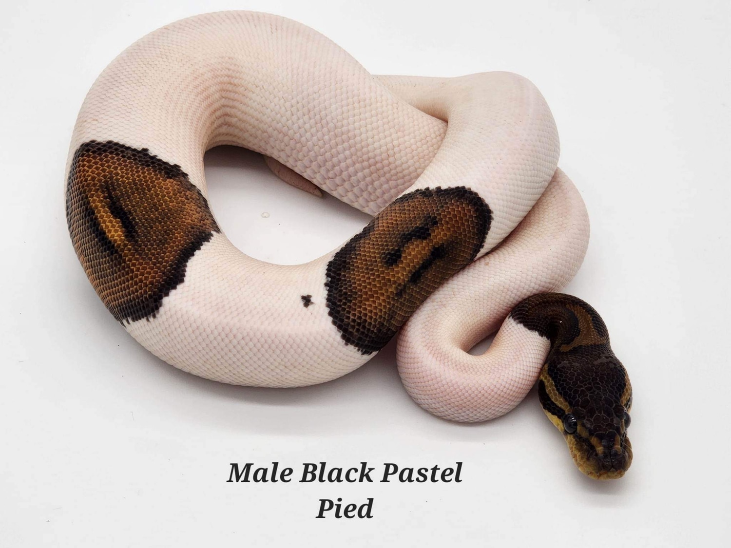 Black Pastel Piebald Ball Python by EcoReptiles - MorphMarket