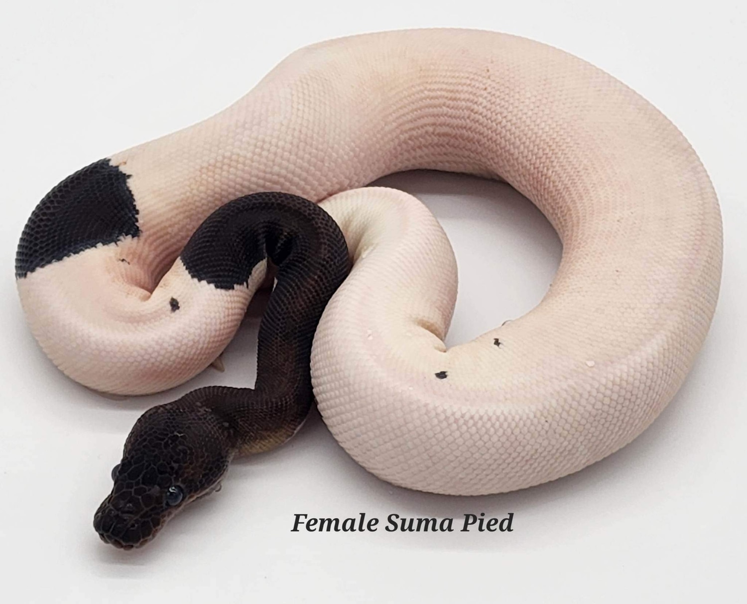 Suma Piebald Ball Python by EcoReptiles - MorphMarket