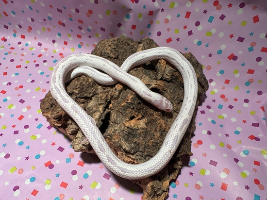 Albino Reverse Stripe California Kingsnake by ENCReptiles