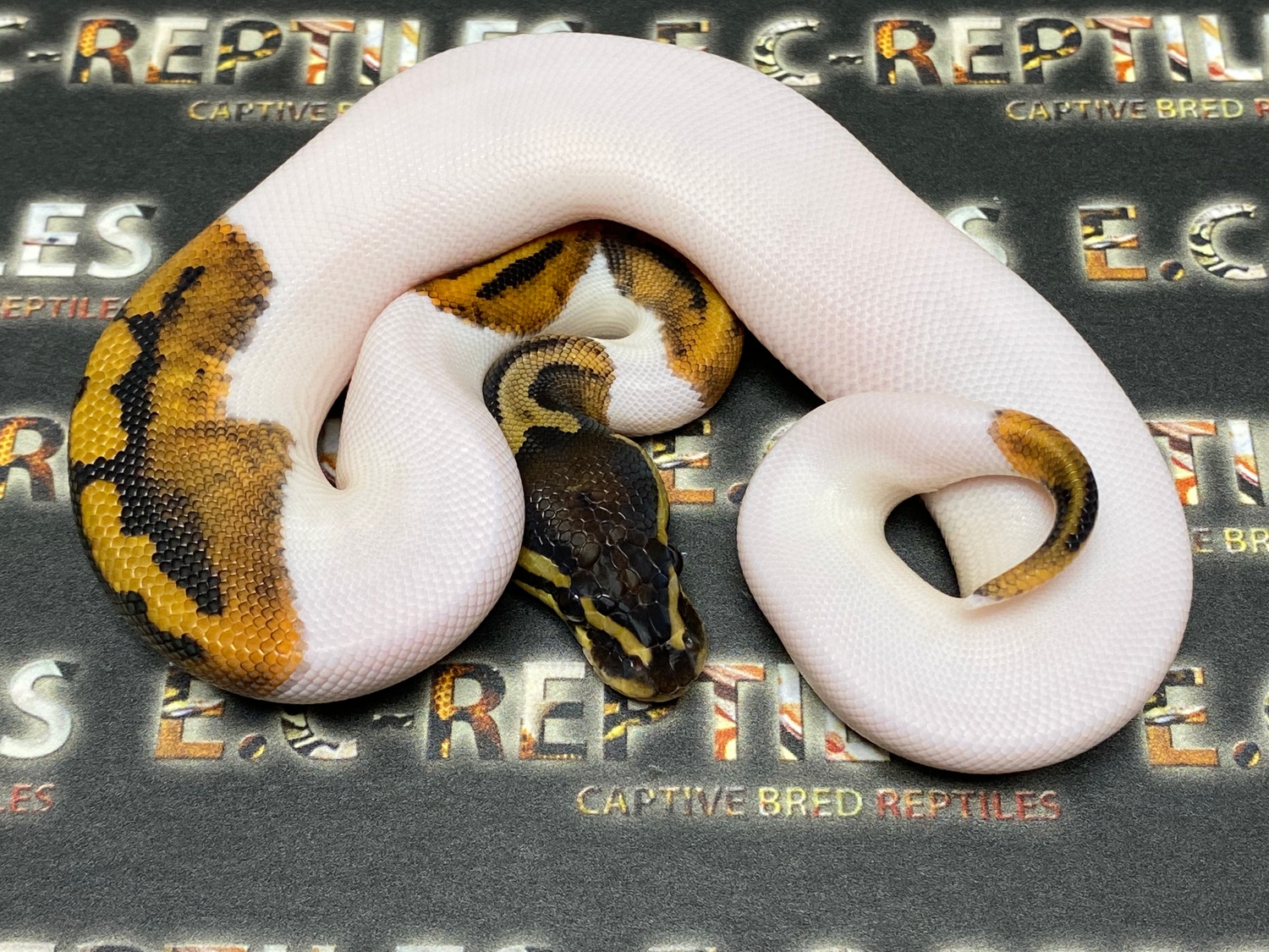 Panther Piebald Ball Python by E.c-reptiles - MorphMarket