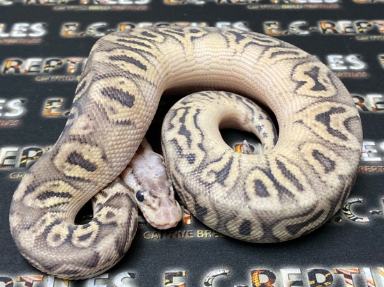 BlackPewter Crypton Ball Python by E.c-reptiles