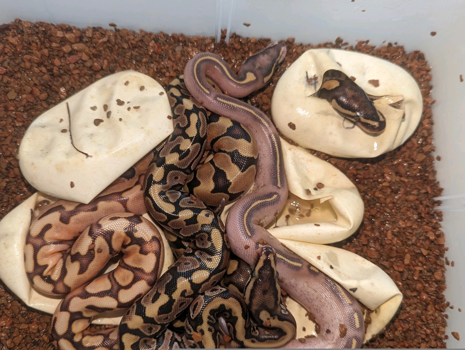 Ball Python Clutch: 23.2 by Ecto-Evolution - MorphMarket