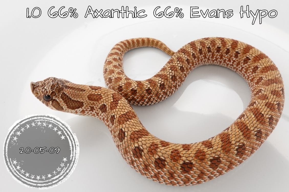 Cute And Chill Red 66% PH Axanthic 66% PH Evans Hypo Western Hognose by ...