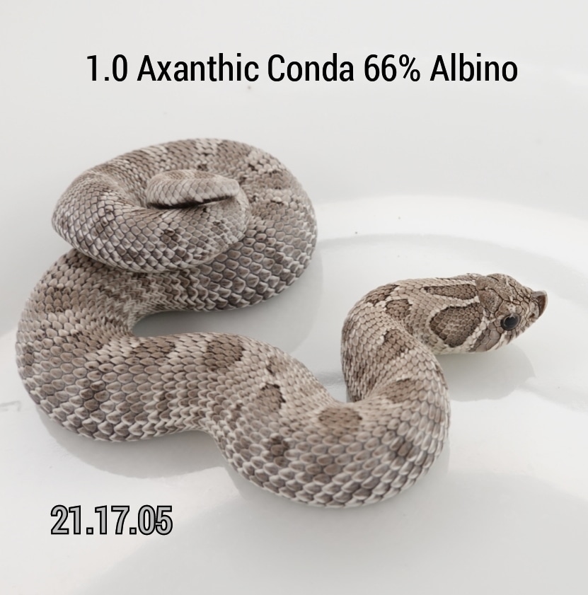 Light Axanthic Conda 66% PHet Albino Western Hognose by Ectotherm ...