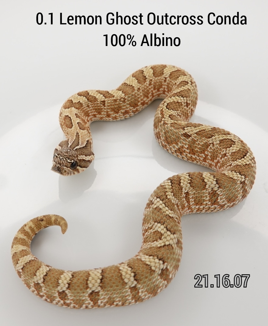 Stunning Lemon Ghost Conda Outcross 100% Het Albino Western Hognose by ...