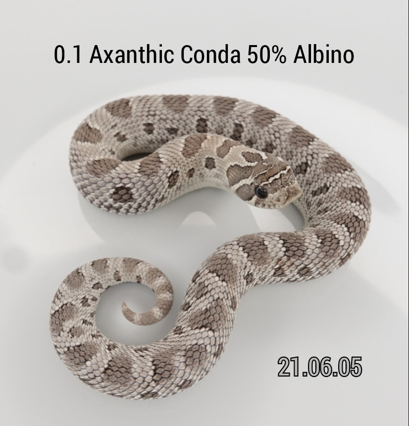 Axanthic Conda 50% Albino Western Hognose by Ectotherm Empire - MorphMarket