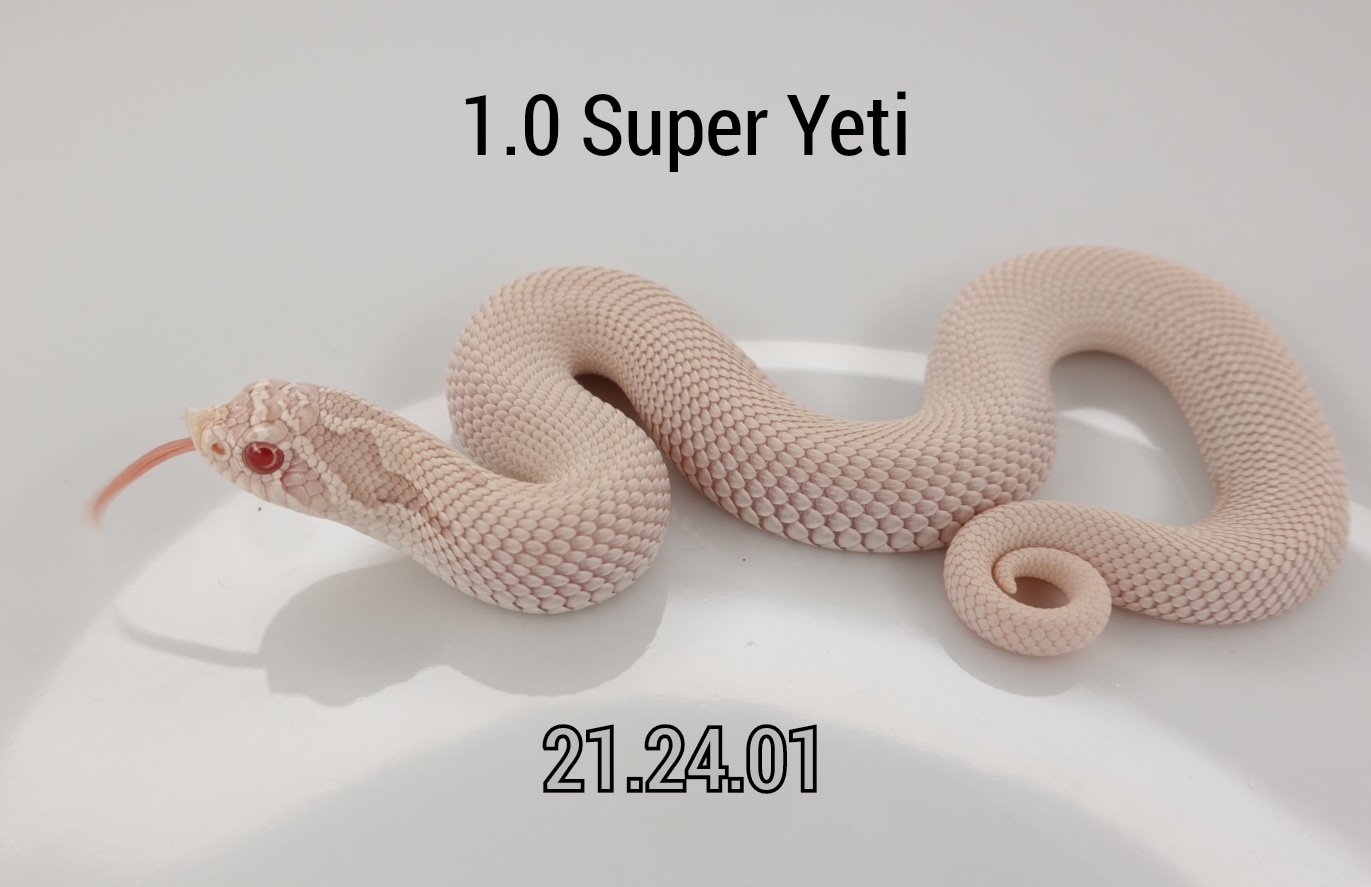 Snow Superconda (Super Yeti) Western Hognose by Ectotherm Empire ...