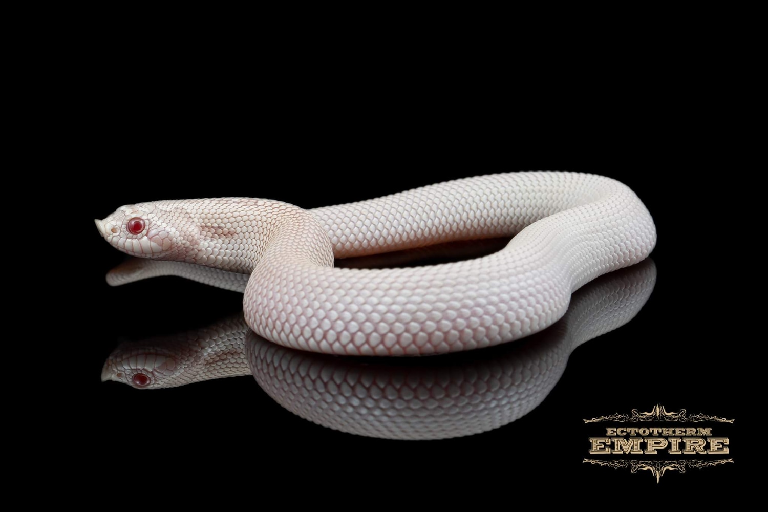 Snow Superconda (Super Yeti) Western Hognose by Ectotherm Empire ...
