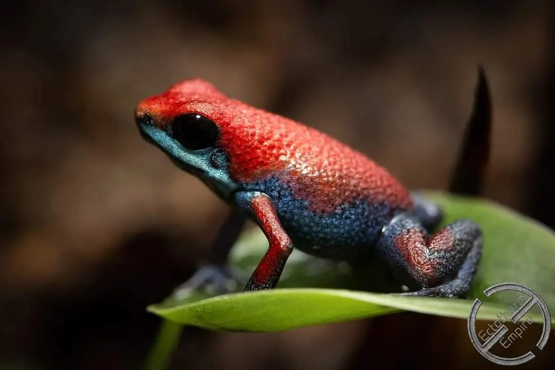 2019 Breeding Pair Of Oophaga Pumilio Escudo Other Dart Frog by ...