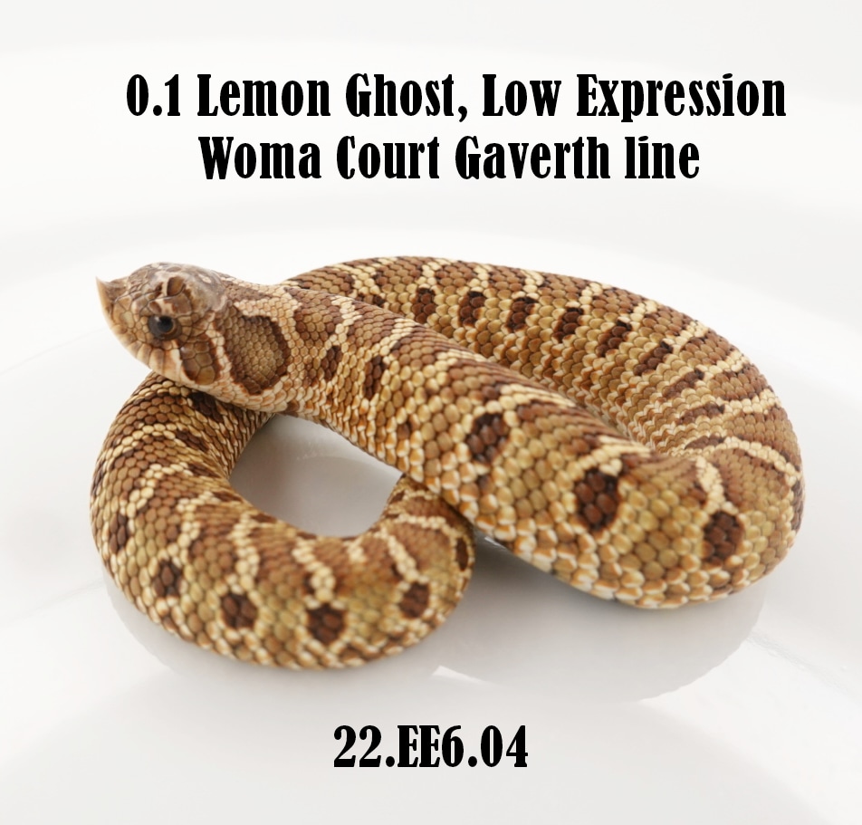 Lemon Ghost, Low Expression Woma Court Gaverth Line Western Hognose by ...