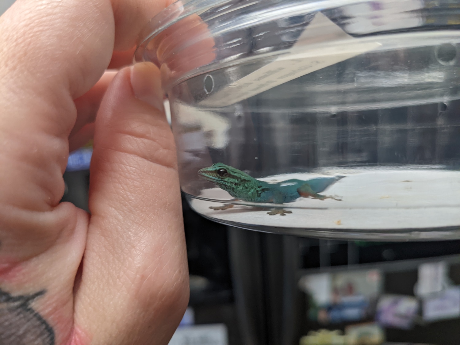 2022 CB Lygodactylus Williamsi Male Day Gecko by Ectotherm Empire ...